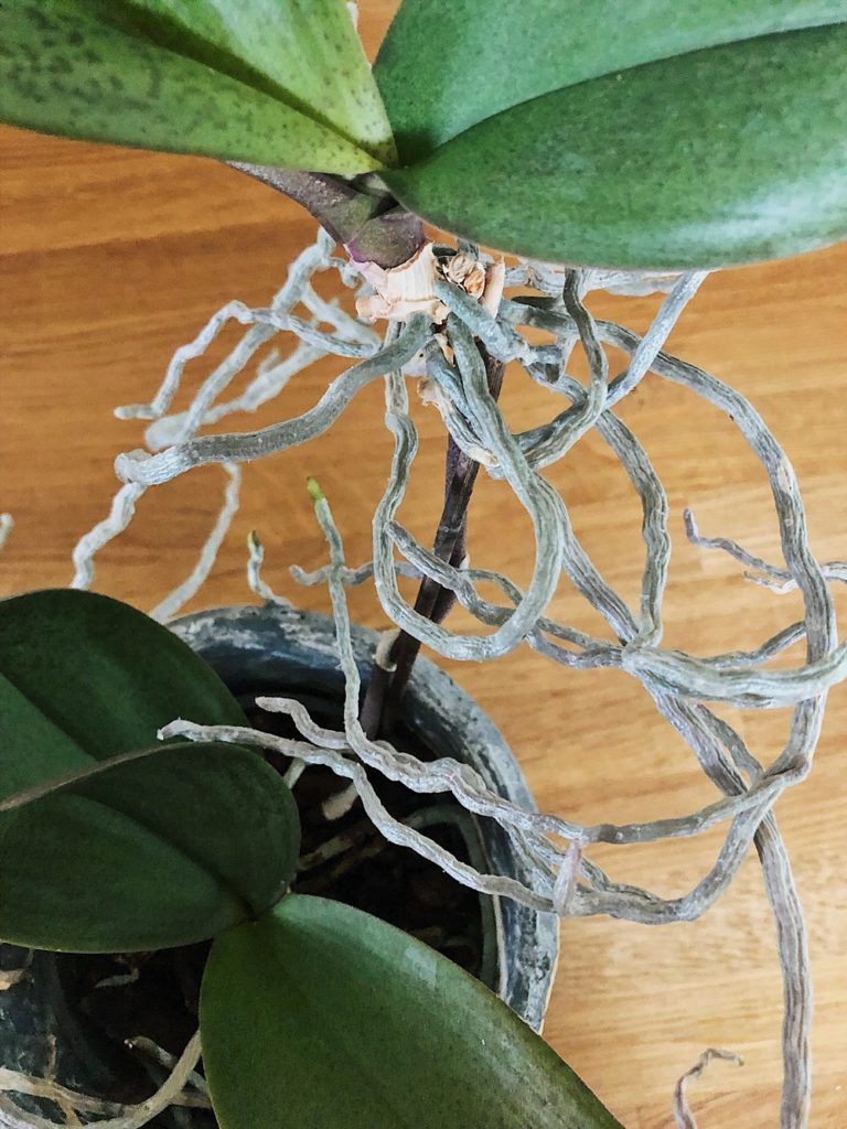 Orchideen richtig umtopfen und Ableger vermehren - so gehts!