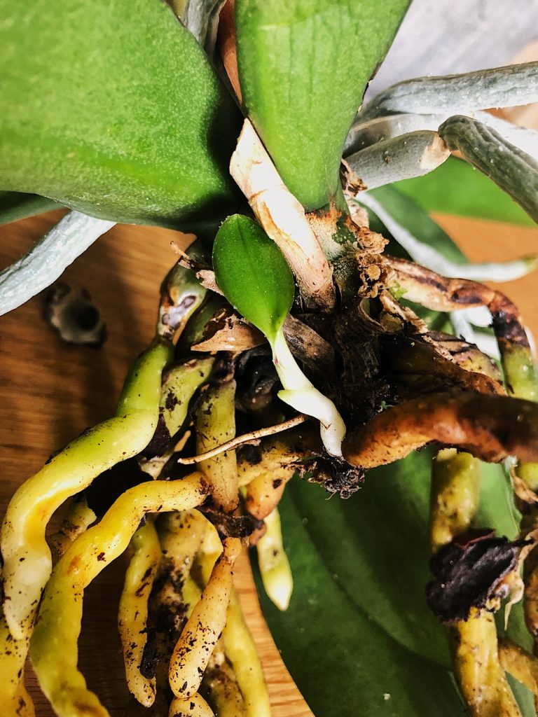 Orchideen richtig umtopfen und Ableger vermehren - so gehts!
